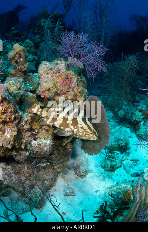 An underwater photo of a Nassau Grouper fish swimming among the rock ...