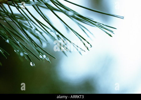 Rain on Pine Stock Photo - Alamy