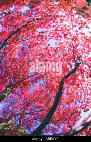 Low angle view of maple trees, Shalimar Bagh, Srinagar, Jammu And ...