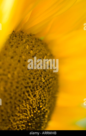corolla Sunflower , close-up Stock Photo - Alamy