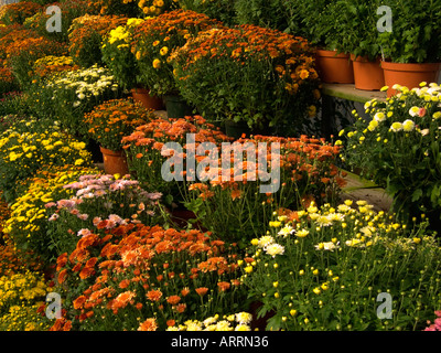 Mums on display at a nursery Stock Photo - Alamy