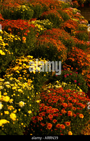 mums flowers nursery Stock Photo - Alamy