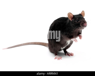 A brown rat standing on his two feet, sniffing the air Stock Photo - Alamy