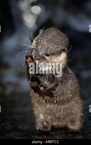 Asian small-clawed otter (Aonyx cinereus) at the Jihlava Zoo, Czech ...