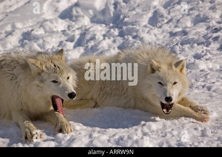 A Pair of Arctic Wolves Stock Photo - Alamy