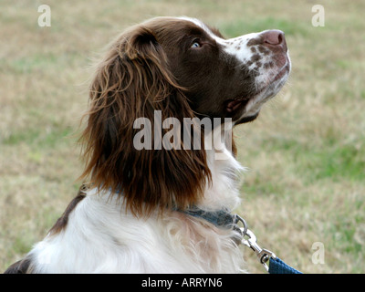 A springer spaniel looking upwards, things are looking up Stock Photo ...