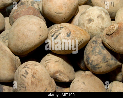 Vegetable ivory, tagua nuts (Phytelephas macrocarpa).processed seeds of ...