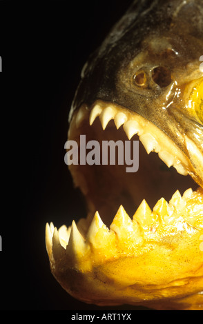 CLOSE UP OF TEETH OF YELLOW PIRANHA Pygocentrus piraya SOUTH AMERICA ...
