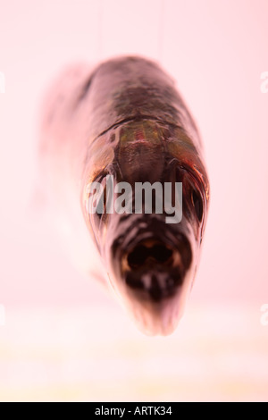 Herring face up close Stock Photo - Alamy