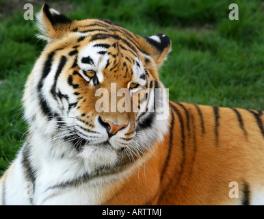 Ear and hair of a Siberian tiger Stock Photo - Alamy