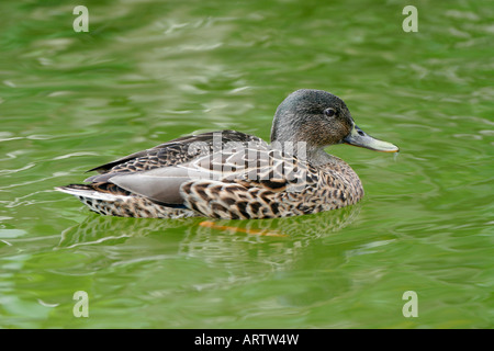 Koloa, Hawaiian Duck, (Anas wyvillana) Endangered. Found on all of the ...