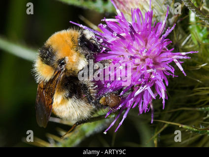 Bombus distinguendus, Great Yellow Bumblebee, male feeding on Black ...