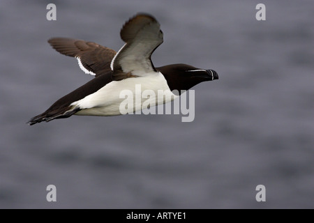 Razorbill (Alca torda) seabird flying in flight over the blue ocean ...