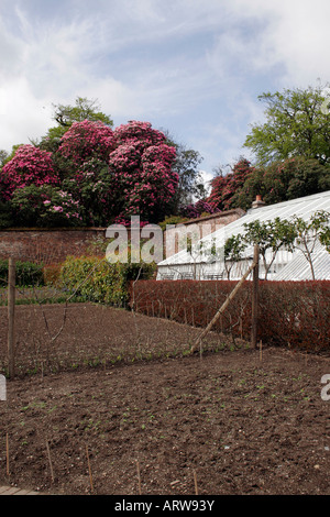 An old Victorian glasshouse in the walled kitchen garden at Quex House ...