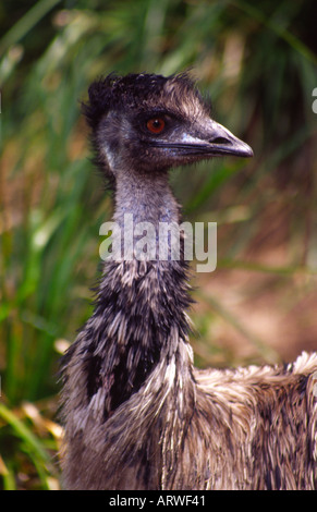 Emu bird the Australian tallest native bird Stock Photo - Alamy