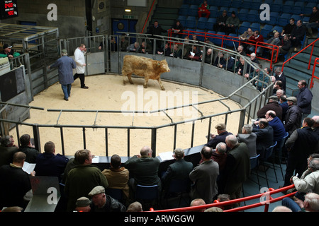 Livestock sale at Aberdeen and Northern Mart, Thainstone, Inverurie ...