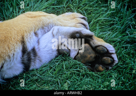 Siberian tiger, paws, close-up, Panthera tigris altaica, young animal ...