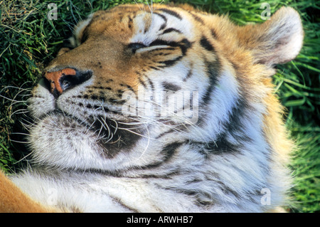 Close up side portrait of Siberian Amur tiger Stock Photo - Alamy