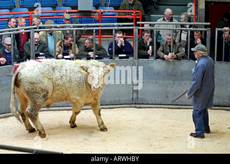 Livestock sale at Aberdeen and Northern Mart, Thainstone, Inverurie ...