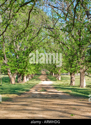 Rural dirt road lined with trees beside agricultural fields under a ...
