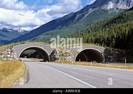 Wildlife bridge crossing over the Trans-Canada Highway, Banff National ...