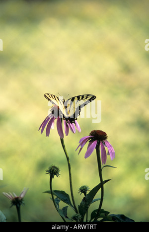 Swallowtail Butterfly feeding on Coneflower Stock Photo - Alamy