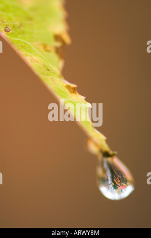 Dew drop on a leaf Fish Hatchery The White Mountains National Forest ...
