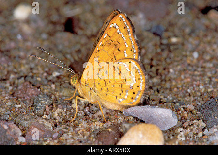 Fatal Metalmark Calephelis nemesis Box Canyon Santa Rita Mountains ...