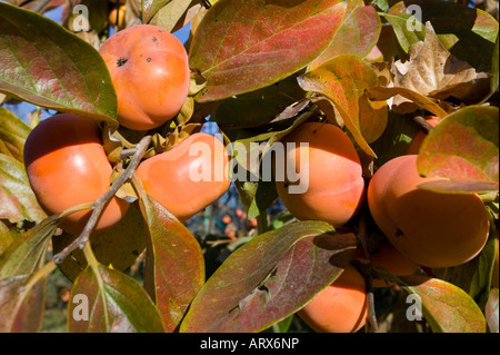 Ripe orange persimmons on the persimmon tree, fruit Stock Photo - Alamy