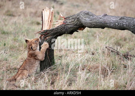 Lion cub playing with broken tree in the Masai Mara reserve in Kenya ...