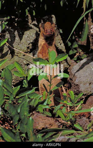 The introduced mongoose, known for eating ground lying eggs of native ...