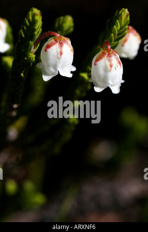 White Mountain Heather Wildflowers summer in Alberta Stock Photo - Alamy