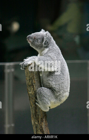 A Koala at Tama Zoo Tokyo Japan Stock Photo - Alamy