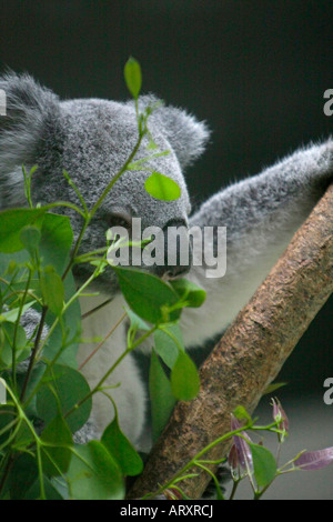 A Koala at Tama Zoo Tokyo Japan Stock Photo - Alamy