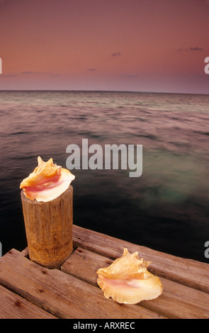 Conch shells on pier Tobacco Caye Belize Stock Photo - Alamy