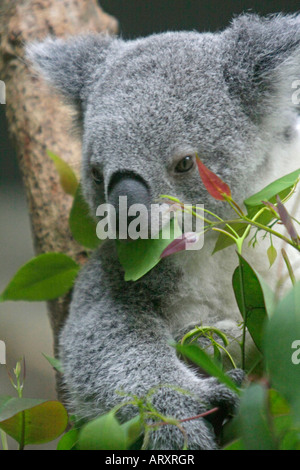 A Koala at Tama Zoo Tokyo Japan Stock Photo - Alamy