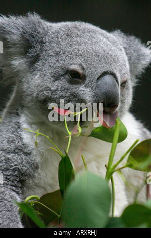 A Koala at Tama Zoo Tokyo Japan Stock Photo - Alamy