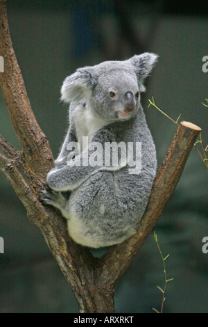 A Koala at Tama Zoo Tokyo Japan Stock Photo - Alamy