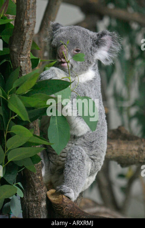 A Koala at Tama Zoo Tokyo Japan Stock Photo - Alamy