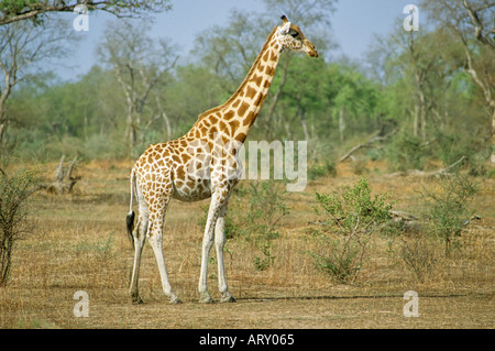 Giraffe (Giraffa camelopardalis), Waza National Park, Cameroon Stock ...