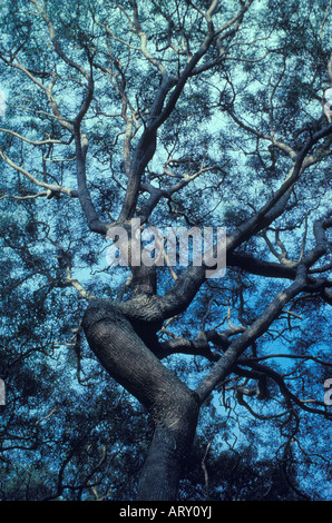 Acacia tree or Koa tree, Hawaii, USA Stock Photo - Alamy