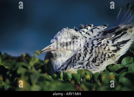 Juvenile white-tailed tropicbird, Koae kea, also called "canyon birds ...