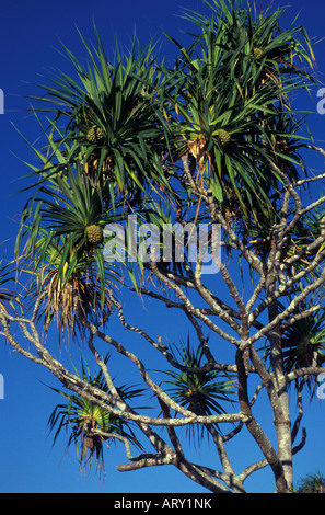 Hala fruit (Pandanus tectorius) in a tree Stock Photo - Alamy
