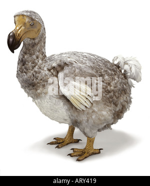 Dodo specimen at The Natural History Museum, London, Uk Stock Photo - Alamy