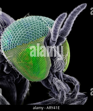 Simulium damnosum, simulian blackfly Stock Photo - Alamy