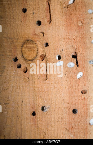 Ship Worm (Teredo navalis) holes in petrified wood. also known as Naval ...