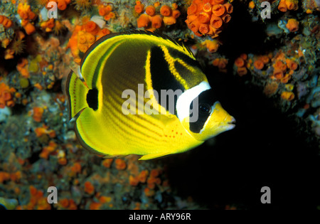 Kikakapu Fish