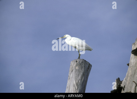 Little Egret, (Egretta garzetta dimorpha), heron bird in Nosy Ve ...