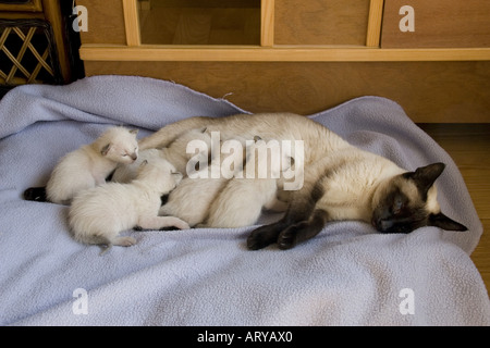 female siamese cat with 2 week old kitten Stock Photo - Alamy