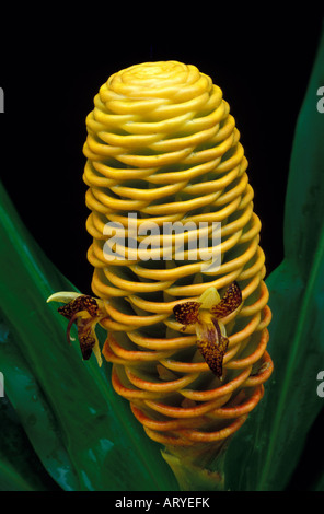 Beehive Ginger. Zingiber spectabile. Hawaii Tropical Botanical Gardens ...
